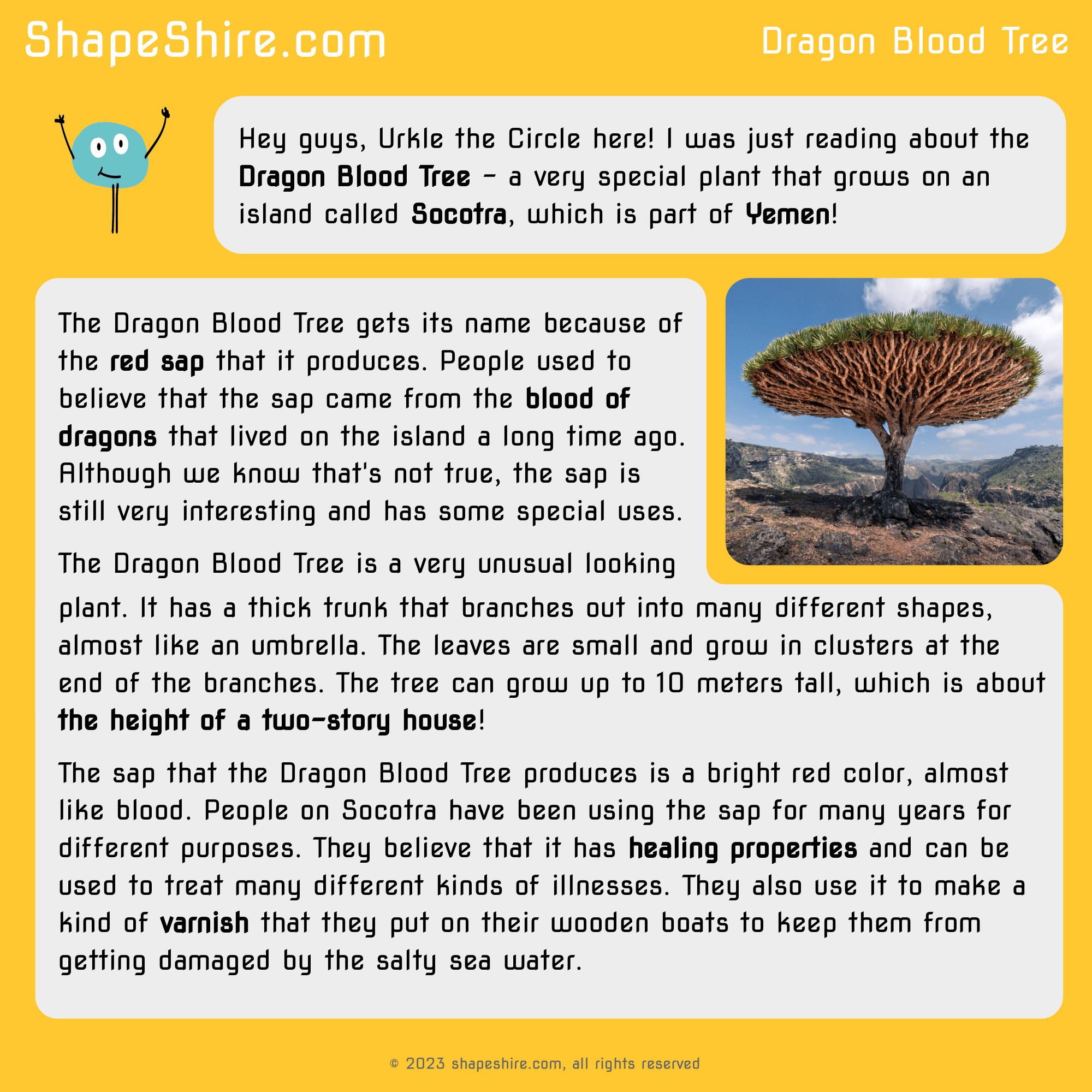 Let’s learn about the Dragon Blood Tree - ShapeShire